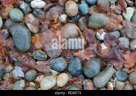 Smooth Landscaping Rocks with Fall Leaves Stock Photo - Alamy