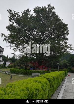 An old ginkgo tree in Miyin Temple, picture1 Stock Photo - Alamy