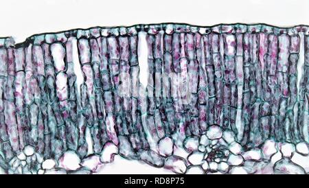Angiosperm Leaf Stomata in Adaxial Epidermis of the Hydrophyte ...