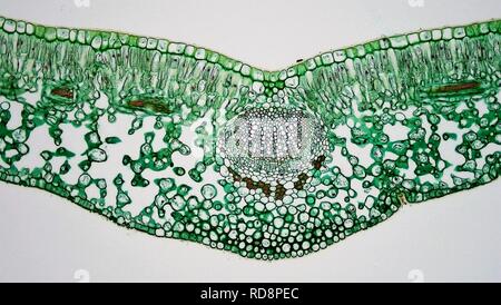 Angiosperm Morphology The Mesophytic Dicotyledonous Leaf of Ligustrum ...