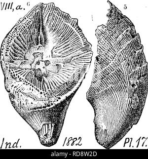 Fossils in limestone Thin section under the microscope 100x Stock Photo ...