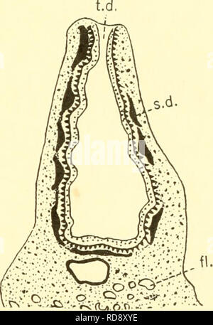 . The elasmobranch fishes. Chondrichthyes. Fig. 131. Thyroid follicles ...