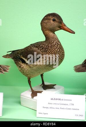 Anas crecca (female) Museo Civico di Storia Naturale Giacomo Doria ...