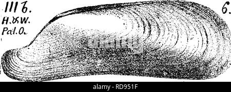 This image from *A Dictionary of the Fossils of Pennsylvania ...
