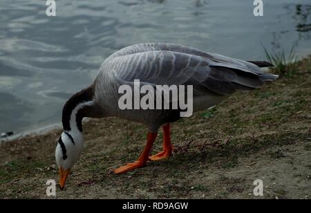 Anser indicus au Parc Montsouris Stock Photo - Alamy