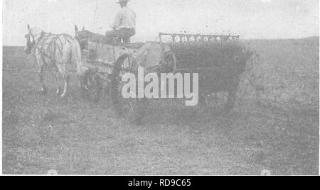 Stable manure is stored in a field to be applied later as fertiliser ...
