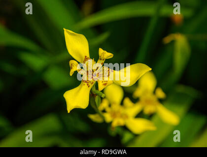 Yellow Walking Iris, Neomarica longifolia, Central of Thailand Stock ...