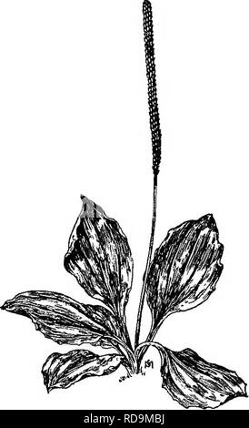 Greater Plantain, Waybread Plantago major tree in the garden .The ...