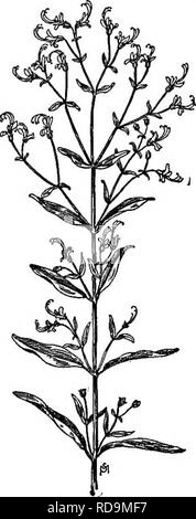 pink hairy bracts & blue flowers of flowering spike of Pyramidal Bugle ...