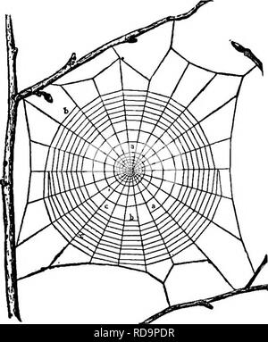 . The common spiders of the United States. Spiders. INTRODUCTION IX On ...