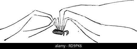 . The common spiders of the United States. Spiders. INTRODUCTION IX On ...