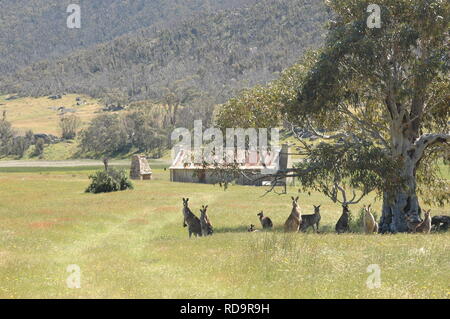 Historic Orroral Homestead, Orroral Valley, Namadgi National Park, ACT ...