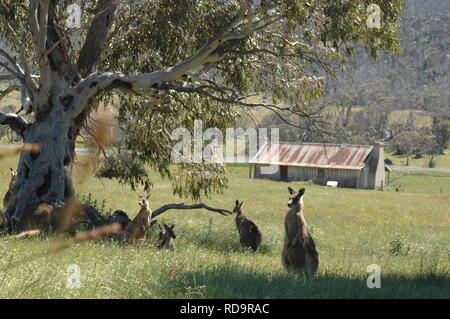 Historic Orroral Homestead, Orroral Valley, Namadgi National Park, ACT ...