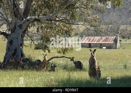 Historic Orroral Homestead, Orroral Valley, Namadgi National Park, ACT ...