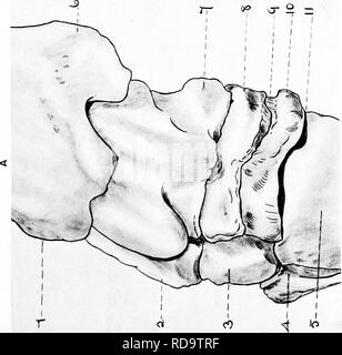 . The surgical anatomy of the horse ... Horses. Plate X,—Transverse ...