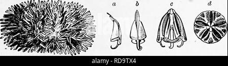 Sea urchins frame structure Stock Photo - Alamy