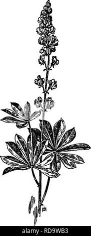 white lipped blue flowers in the racemes of the hardy, early spring ...