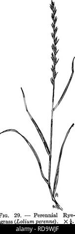 common darnel, common ray, perennial ray, perennial rye-grass (Lolium ...