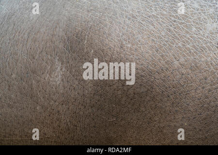 Texture Hippo Skin of Hippopotamus Stock Photo - Alamy