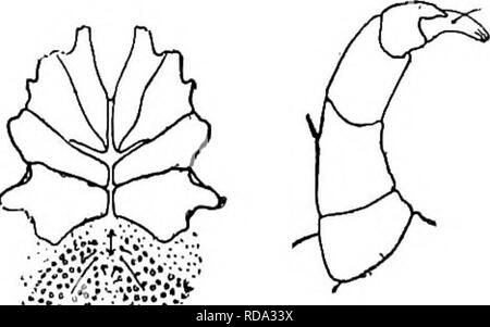 . Fig. 27. — Ventral surface of the right lung of a fowl, injected with ...