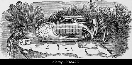 Large marine shell specimens of various shapes Stock Photo - Alamy
