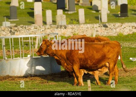 Mixed cattle with calf suckling with background of Balranald Cemetery ...