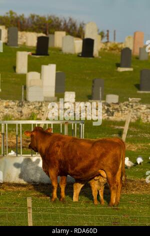 Mixed cattle with calf suckling with background of Balranald Cemetery ...