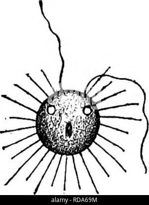. Fresh-water biology. Freshwater biology. 8 (3, 11) Cell-division in ...