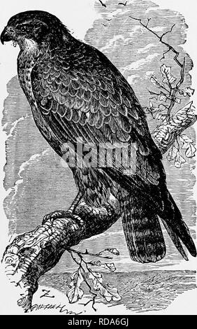 Buzzard being attacked by crows in mid air Stock Photo - Alamy