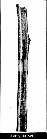 Red-necked Cane Borer (Agrilus ruficollis Stock Photo - Alamy