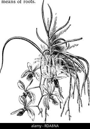 . Beginners' botany. Botany. THE ROOT— THE FORMS OF ROOTS 35 crevices ...