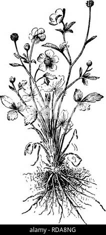 . Beginners' botany. Botany. Fig. 32. — Tap-root System of Alfalfa ...