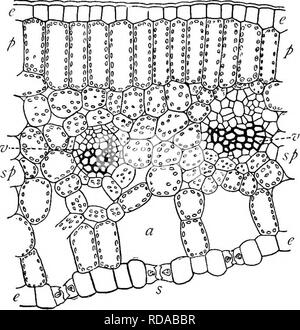 Lily epidermis with stomata Stock Photo - Alamy