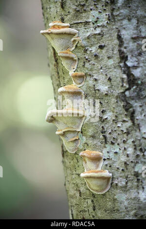 Alder Bracket fungus, Inonotus radiatus (=Mensularia radiata Stock ...