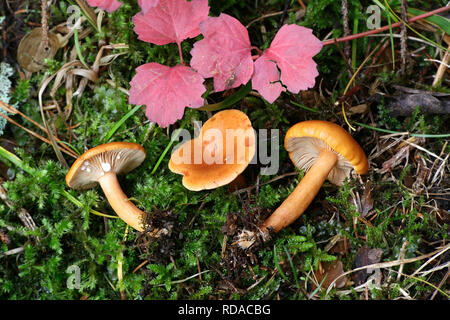 Orange Milkcap mushroom Stock Photo - Alamy