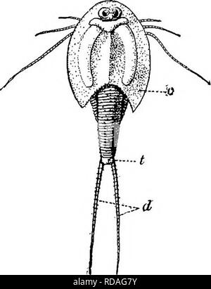 conchostracea