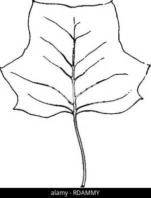 . Beginners' botany. Botany. Fig. 107. —Orbicular LoBED Leaves. Fig ...