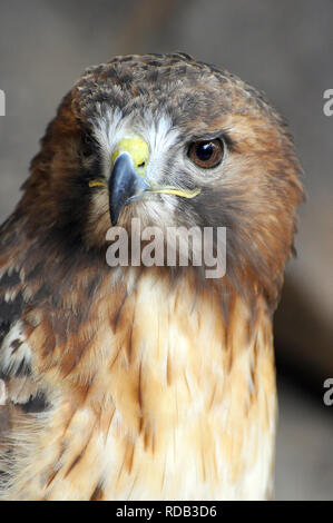 red-tailed hawk, Rotschwanzbussard, Buse à queue rousse, Buteo ...