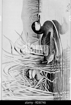 Feathered, game of the Northeast, New York, T.Y. Crowell & Co. 1907 ...