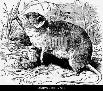 . The popular natural history . Zoology. THE YELLOW-FOOTED POUCHED ...