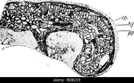 . Studies in fossil botany . Paleobotany. •LYGINODENDRON 379 are ...