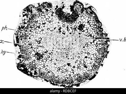 . Studies in fossil botany . Paleobotany. •LYGINODENDRON 379 are ...