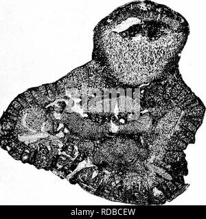 . Studies in fossil botany . Paleobotany. •LYGINODENDRON 379 are ...