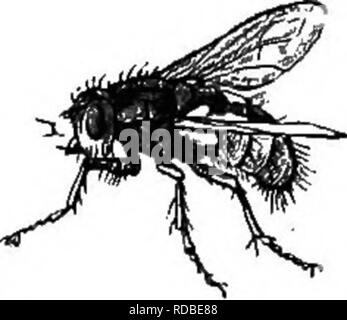 green bottle flies lay eggs on Liver at sterile maggot production ...