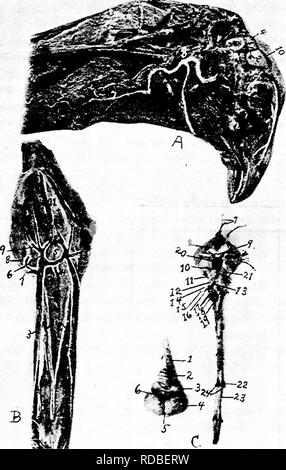 . The anatomy of the domestic animals. Veterinary anatomy. 62 THE ...