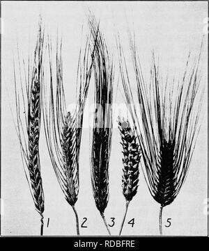 Two-rowed Barley (Hordeum vulgare) field, Netherlands Stock Photo - Alamy