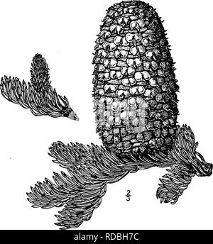 Red-brown resinous ovoid buds with tan trichomatic scale fringes of ...