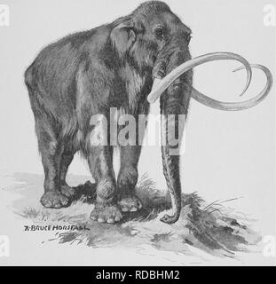 American mastodon fossil skeleton in the newly renovated Hall of ...