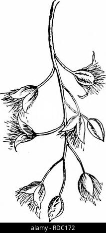 Swamp Cottonwood (Populus heterophylla Stock Photo - Alamy