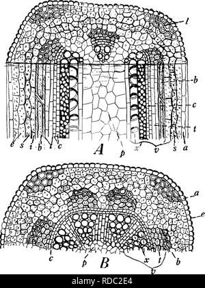 . Botany for agricultural students . Botany. STRUCTURE OF HERBACEOUS ...
